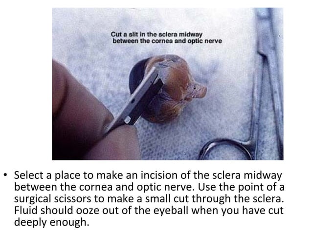 Sheep eye dissection