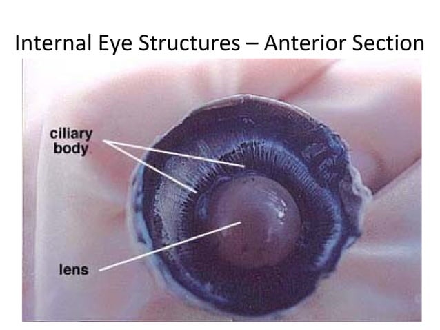 Sheep eye dissection
