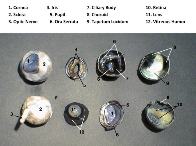 Sheep eye dissection