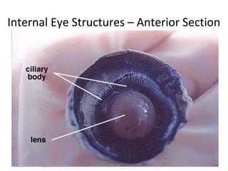 Sheep eye dissection 2019 | PPT