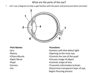 Sheep eye dissection 2019 | PPT