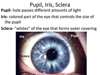 Sheep eye dissection 2019 | PPT