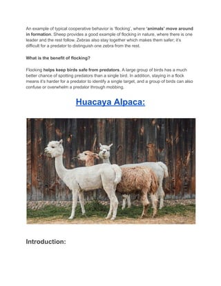 Blog: Sheep Flocking and Huacaya Alpaca: | PDF