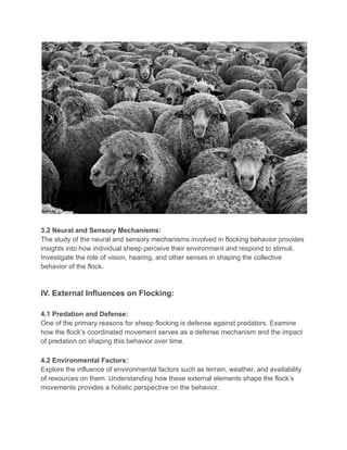 Blog: Sheep Flocking and Huacaya Alpaca: | PDF