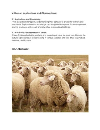 Blog: Sheep Flocking and Huacaya Alpaca: | PDF