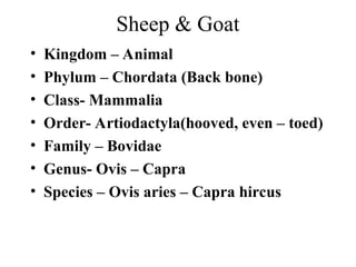 Sheep & Goat 1.ppt sjjdgevjebhehhdokenbe | PPT
