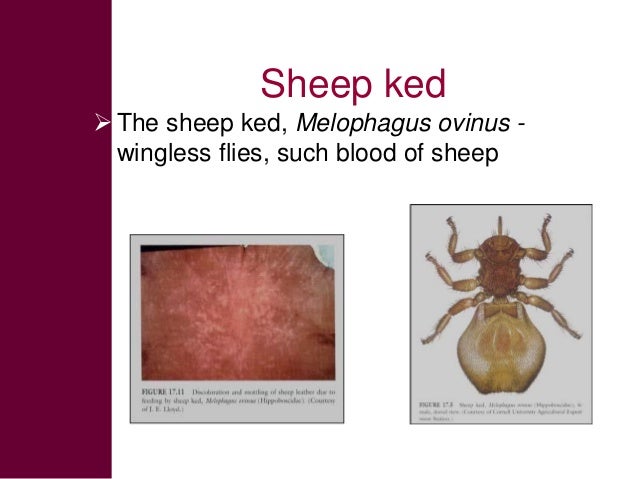 Selected diseases of sheep and goat in the Ethiopian value chain