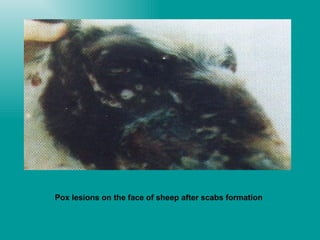 Sheep & goat pox جدرى الاغنام | PPS | Infectious Diseases | Diseases ...