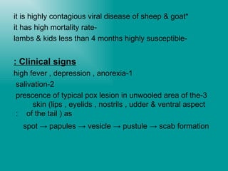 Sheep & goat pox جدرى الاغنام | PPS | Infectious Diseases | Diseases ...