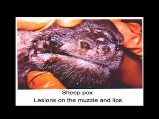 Sheep & goat pox | PPS
