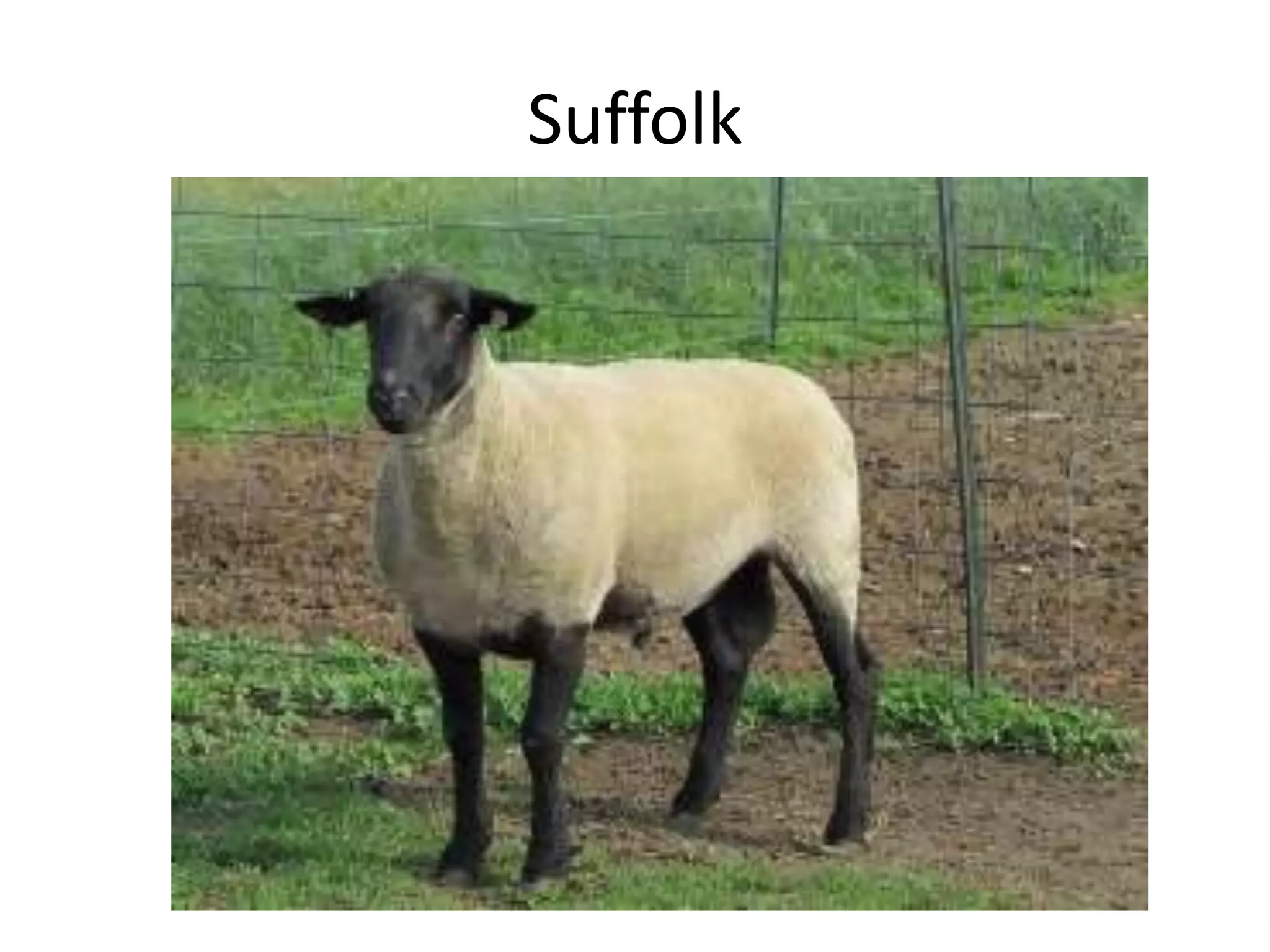 Sheep & Goat Breeds Review | PPT