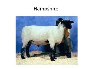 Sheep & Goat Breeds Review | PPT