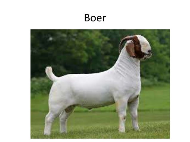 Sheep & Goat Breeds Review | PPT