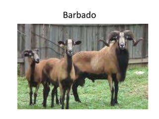 Sheep & Goat Breeds Review | PPTX
