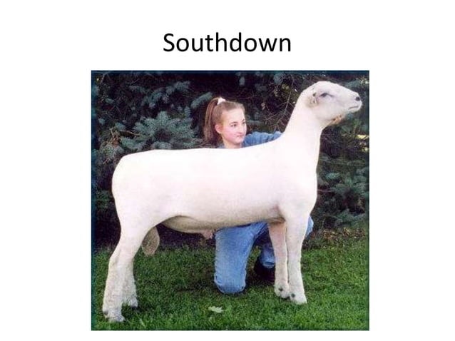 Sheep & Goat Breeds Review | PPT