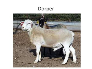 Sheep & Goat Breeds Review | PPT