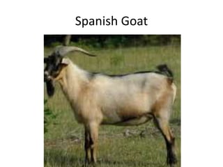 Sheep & Goat Breeds Review | PPT