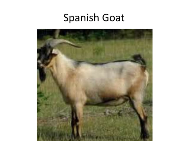Sheep & Goat Breeds Review | PPT