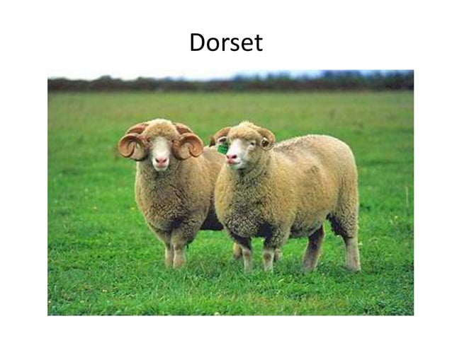Sheep & Goat Breeds Review | PPT