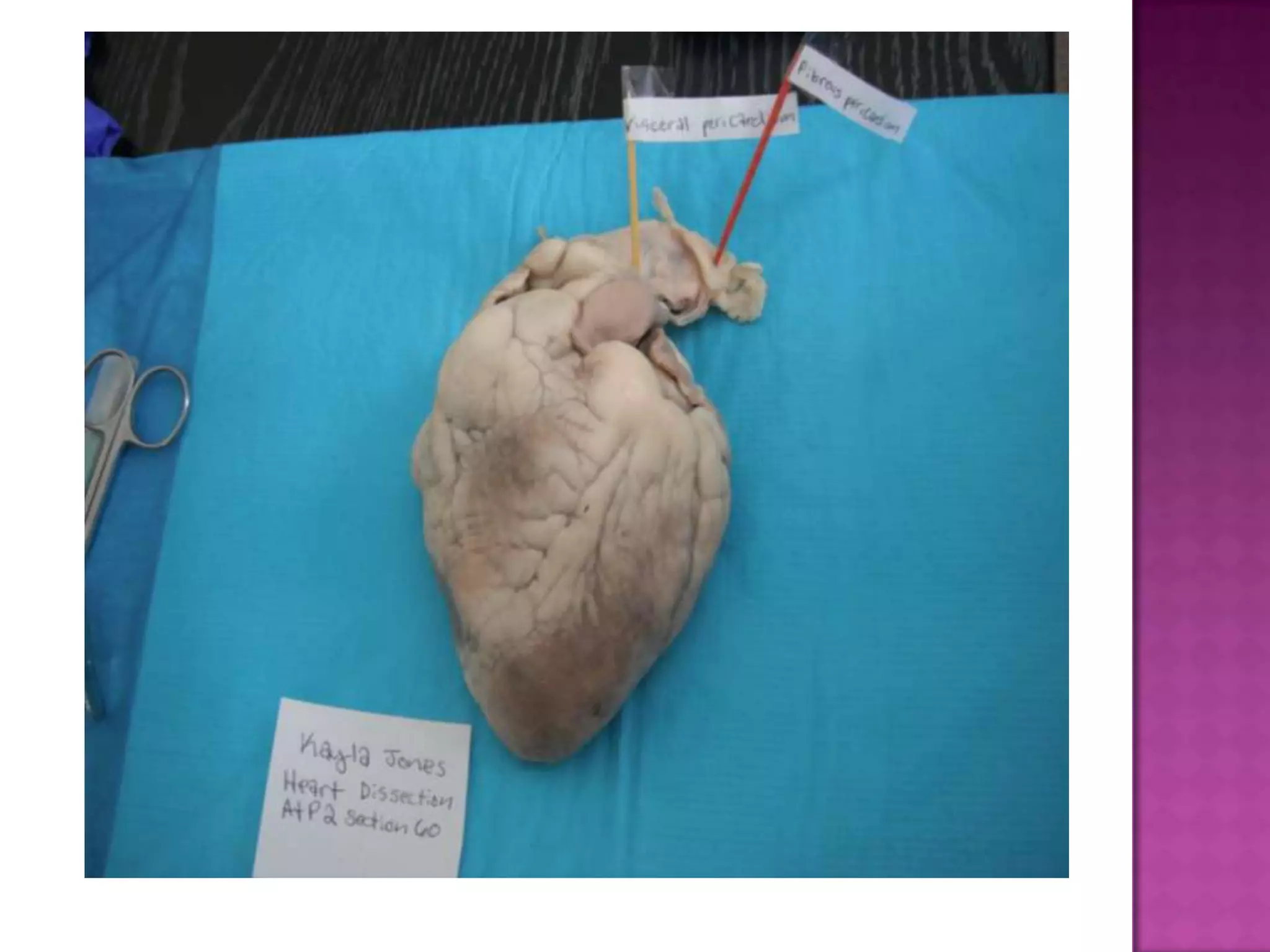 Sheep heart dissection | PPTX