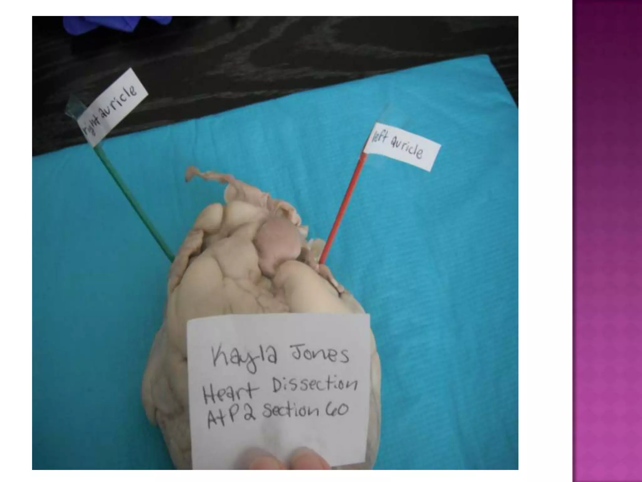 Sheep heart dissection | PPTX