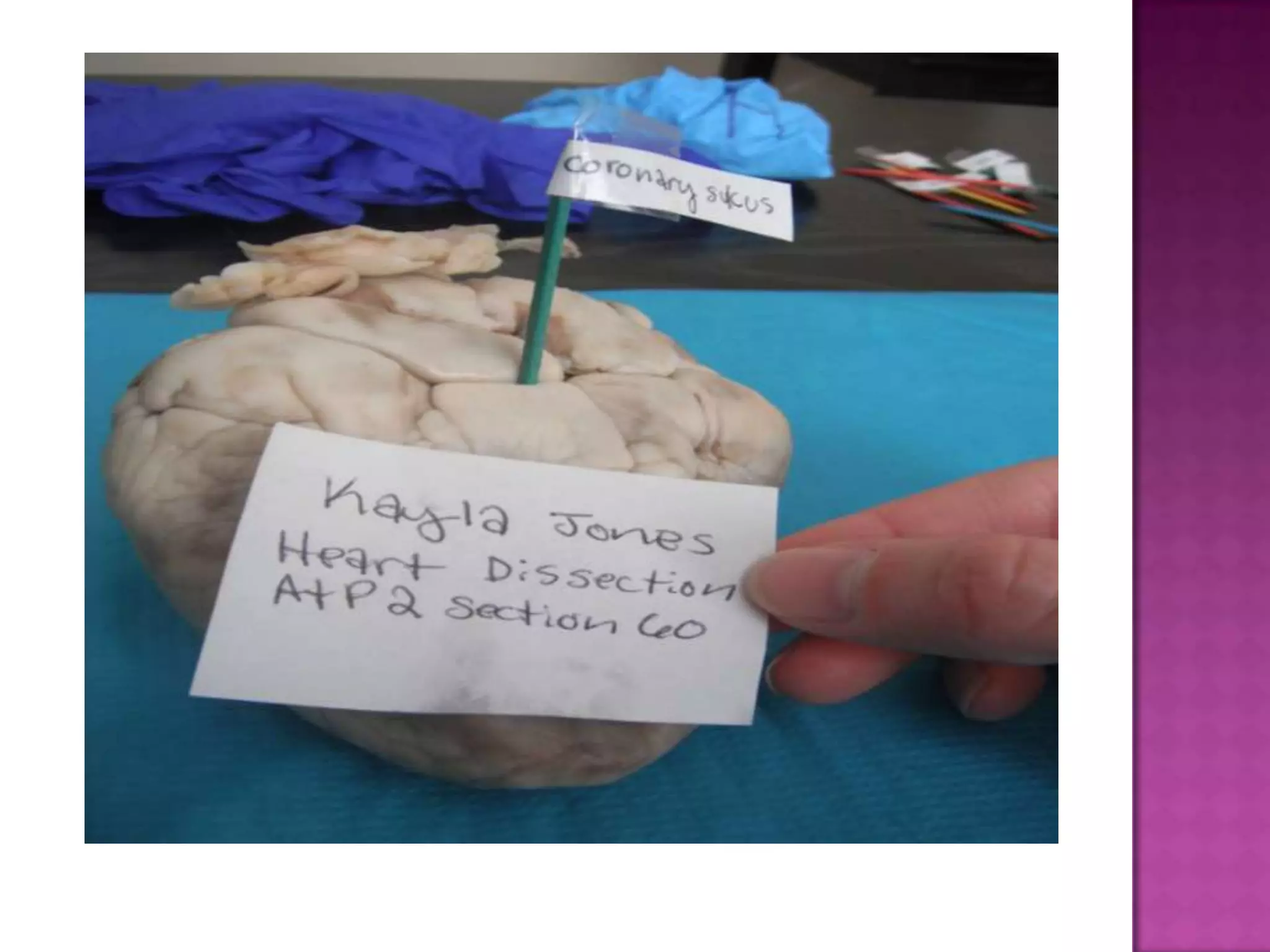 Sheep heart dissection | PPTX