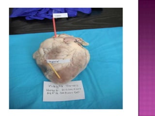 Sheep heart dissection | PPTX