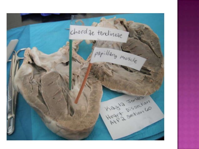 Sheep heart dissection | PPTX