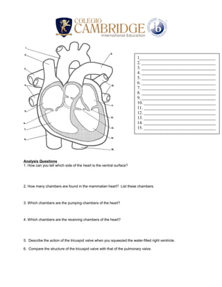 Sheepheartdissection 180319213020 | DOC