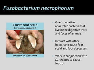 Sheep Hoof Health and Management | PPTX