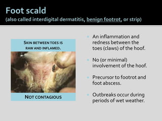 Sheep Hoof Health and Management | PPTX