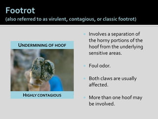 Sheep Hoof Health and Management | PPTX