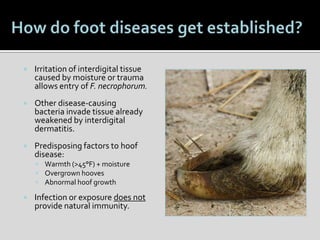 Sheep Hoof Health and Management | PPTX