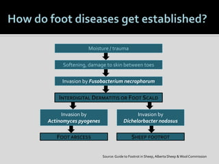 Sheep Hoof Health and Management | PPTX