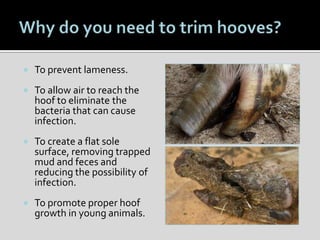 Sheep Hoof Health and Management | PPTX