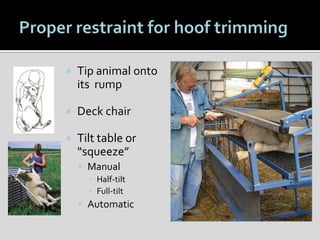 Sheep Hoof Health and Management | PPTX