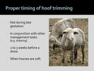 Sheep Hoof Health and Management | PPTX