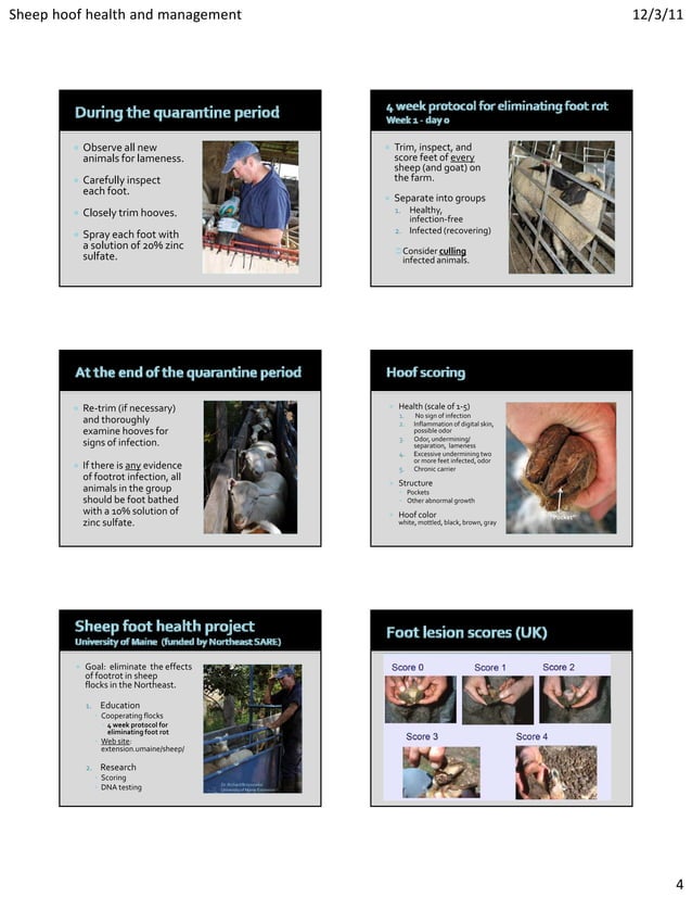 Sheep hoof health | PDF