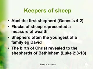 Sheep in scripture | PPT