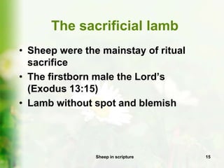 Sheep in scripture | PPT