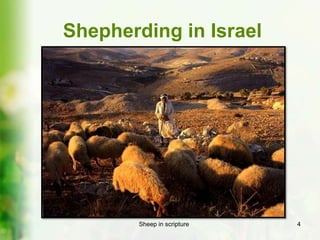 Sheep in scripture | PPTX