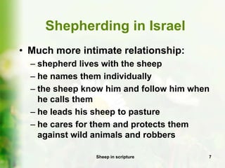 Sheep in scripture | PPT