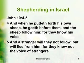 Sheep in scripture | PPTX