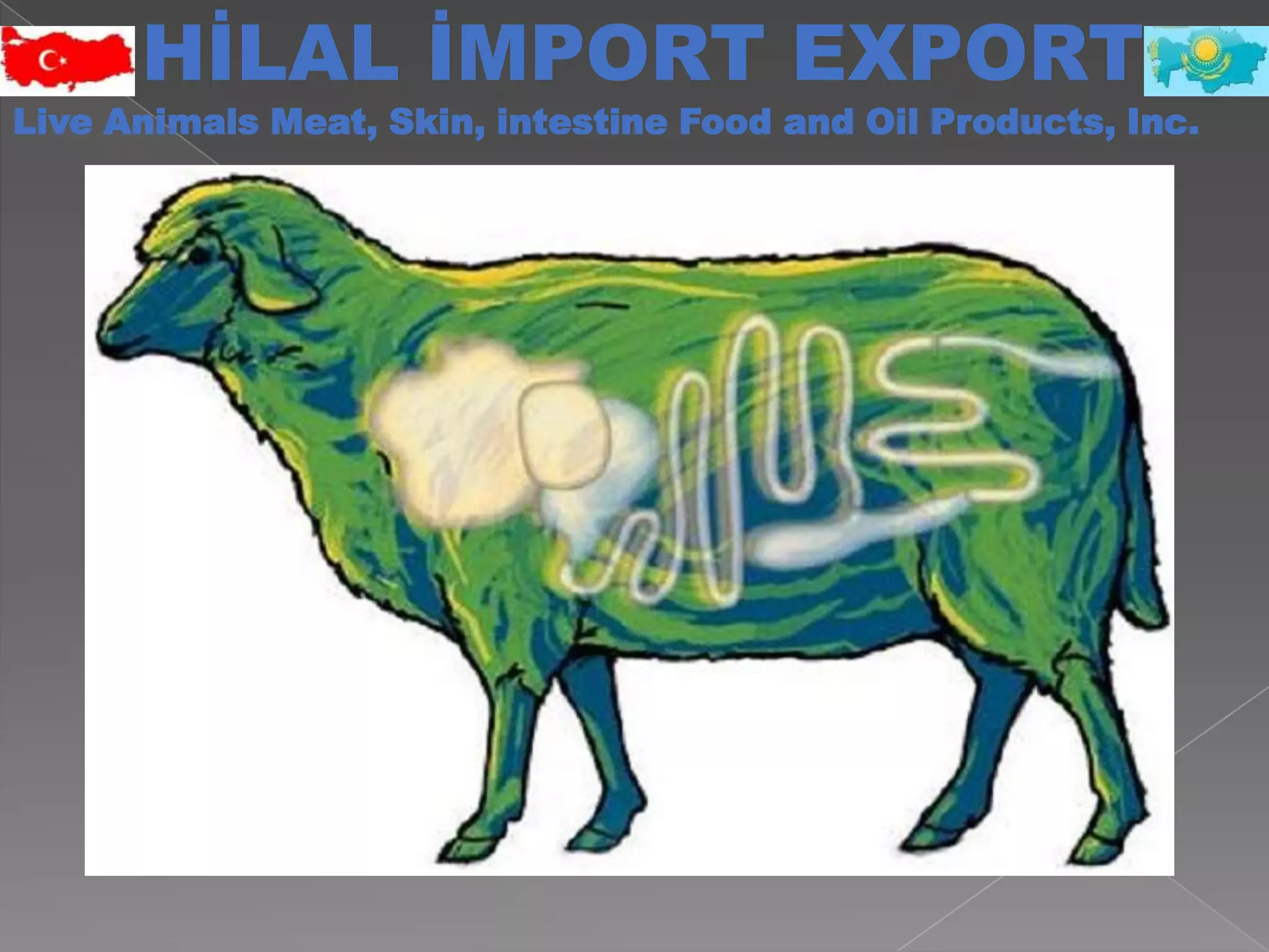 Sheep intestine 01 | PPSX