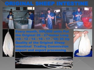 Sheep intestine 01 | PPSX