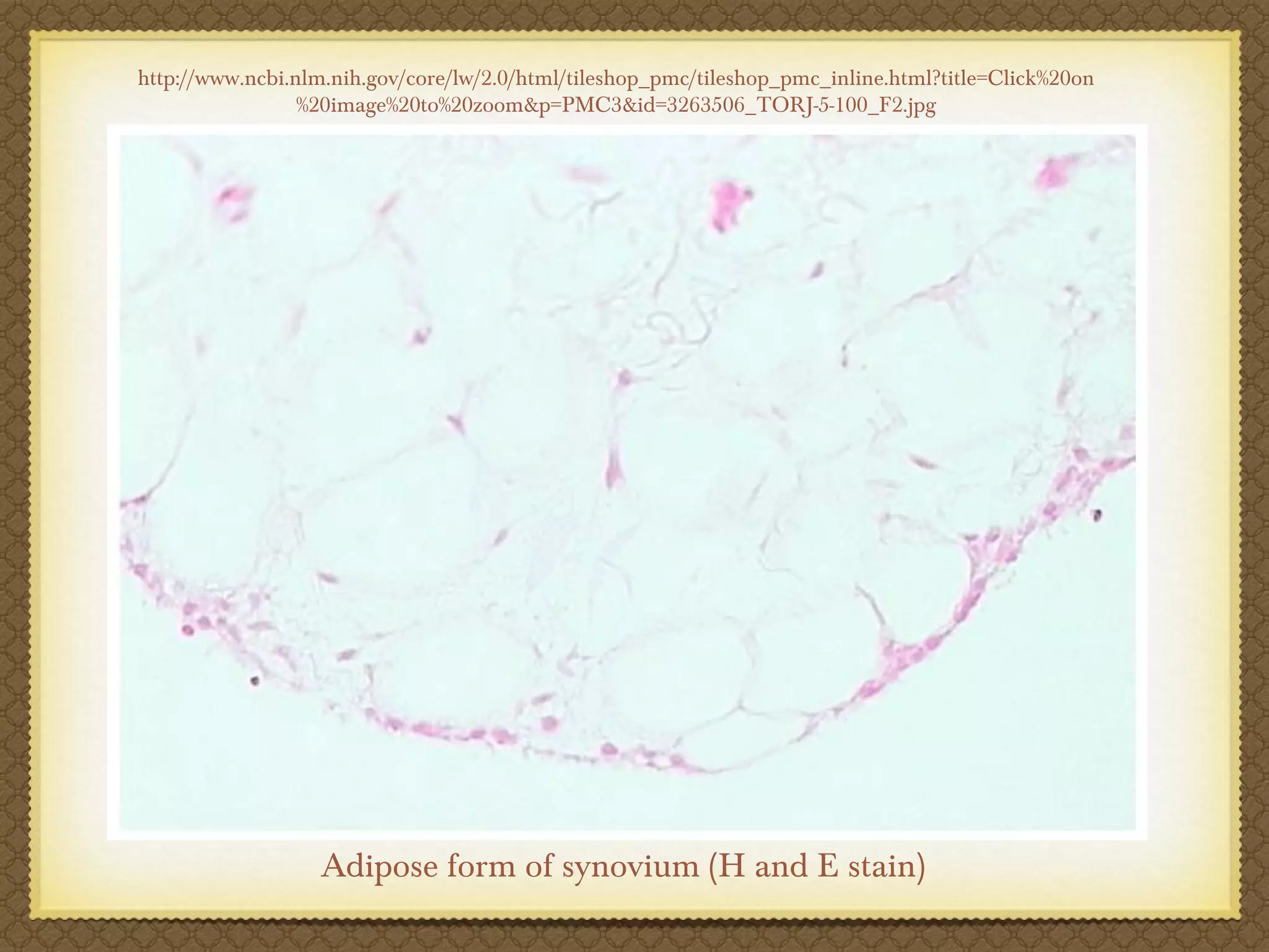 Sheep knee joint synovium histology | PPT