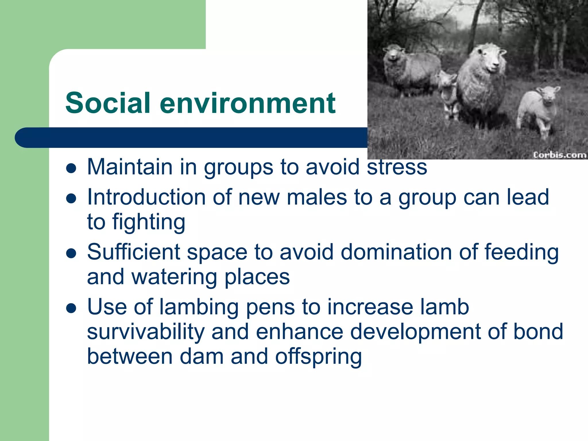 sheepmodulereadytoload.ppt