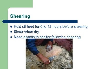 sheepmodulereadytoload.ppt