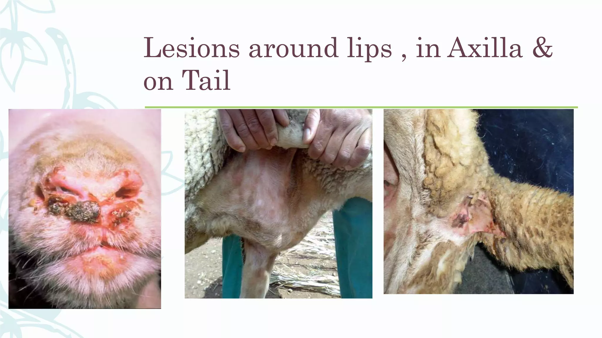 Sheep Pox Ppt Free Download