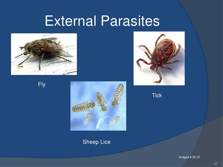 Sheep production powerpoint